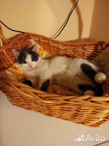 Котенок