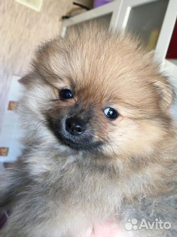 Щенки шпица