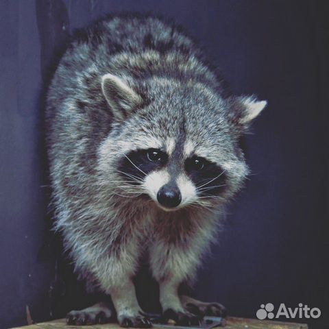 Енот
