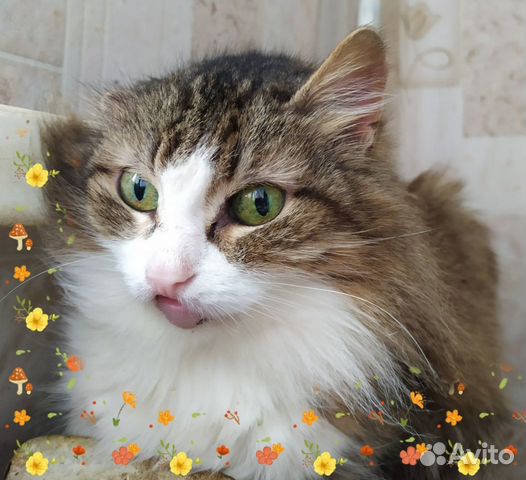 Котодети ищут своих родителей