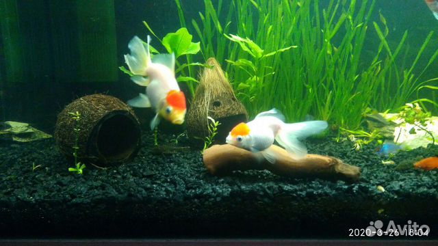 Красные шапочки