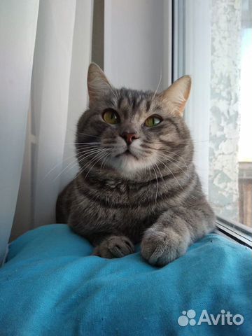 Кот Бурбончик -Мега мягкий и уютный котик