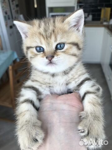 Шотландский котенок - скоттиш страйт