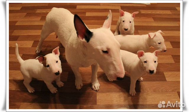 Мини бульки