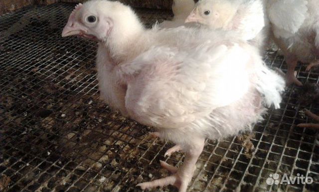 Цыпленок кообб 500