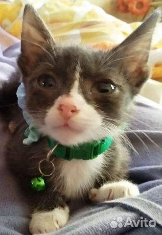 Котенок 7 недель