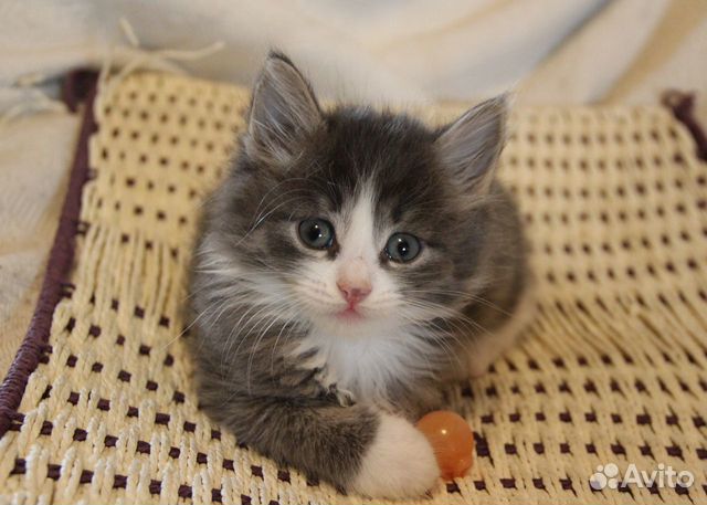 Пушистый котик