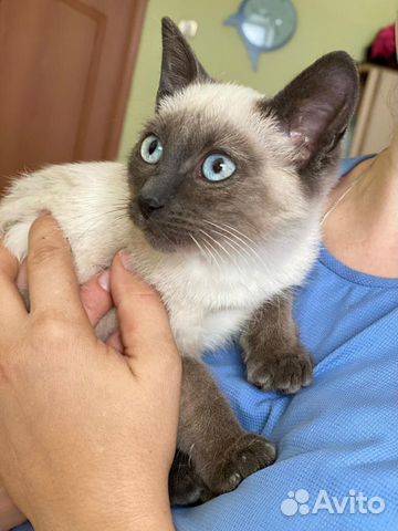 Котенок тайчонок Ромул в добрые руки