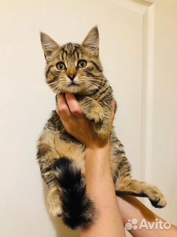 Котик 6 мес Медвежонок