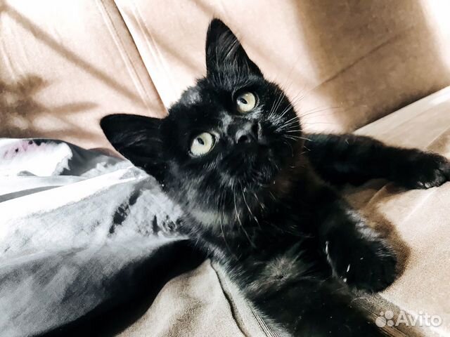 Кошки котята