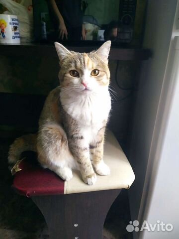 Кошка