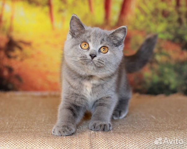 Голубокремовая британочка