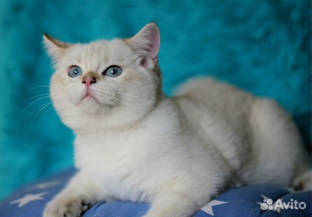 Британские аристократы шиншилла пойнт