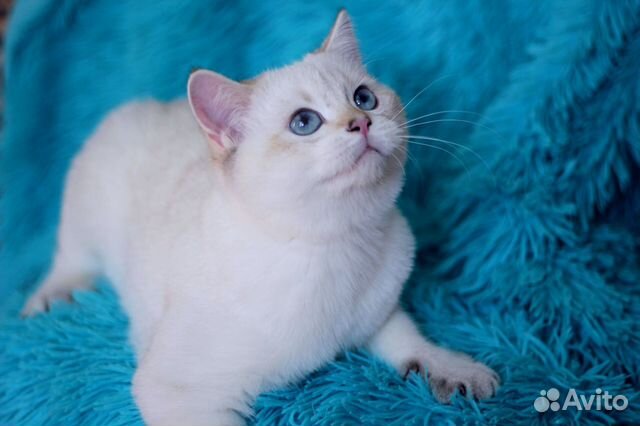 Роскошь, шик, аристократизм, британский мальчик