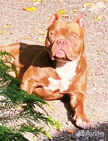 Приглашаем на вязку American Bully