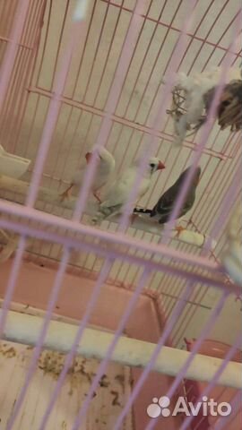 Зебровые амадины +клетка