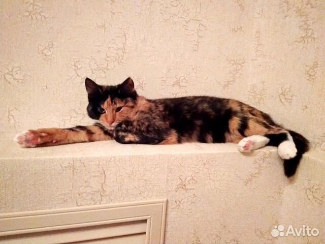 Муля