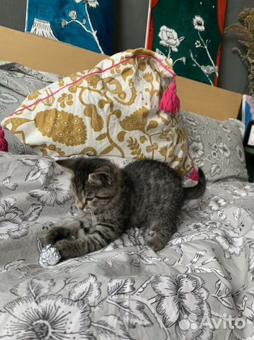 Котёнок, в надёжные руки