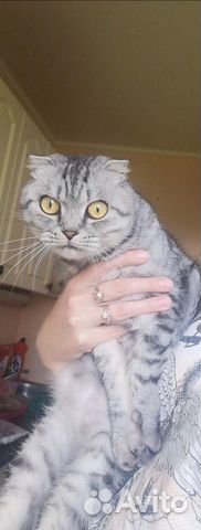 Шотландская