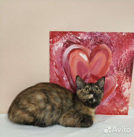 Котенок 4 мес с усыпления