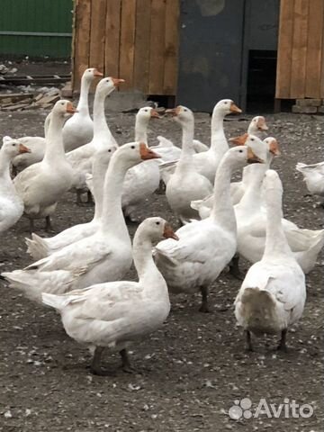 Гуси