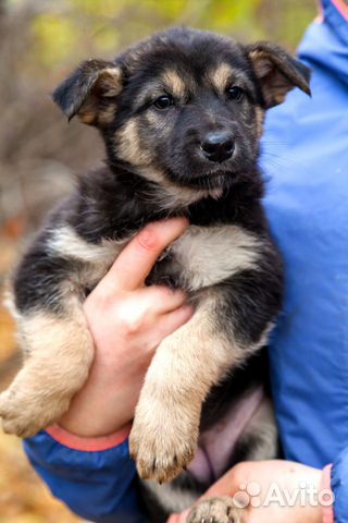 Малышка ищет дом и хозяина