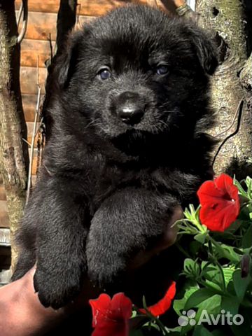 Чёрненькие немчики