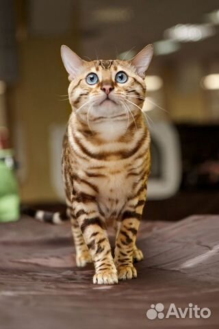 Снежный кот на вязку