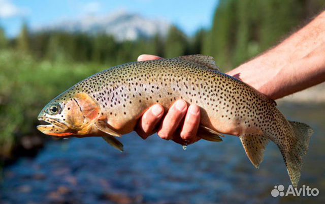 Форель, мальки, зарыбление