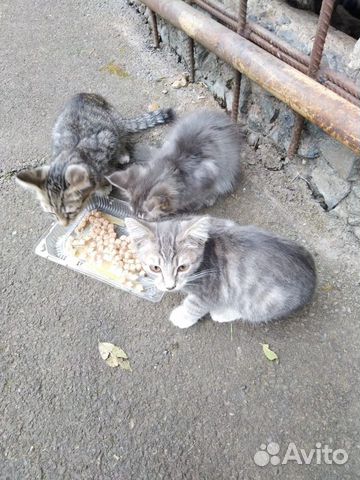 Отдам бездомных котят