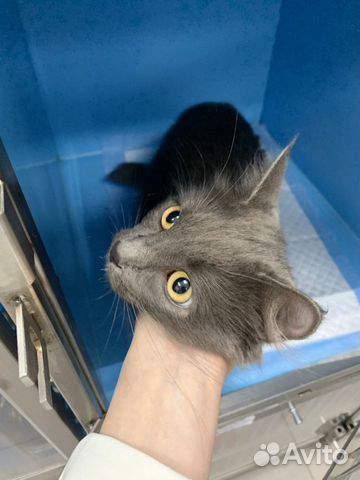 Кошка ласковая фенотип русской голубой