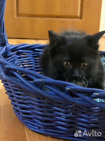 Которебенок в добрые руки
