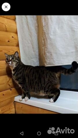 Кот добрячок-толстячок в надёжные ручки