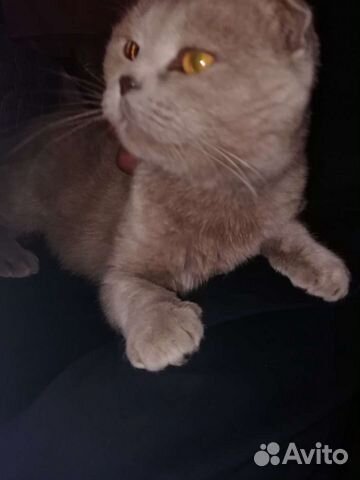 Кот британской породы, вислоухий