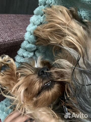 Собака вязка