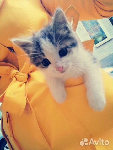 Котенок - ангелок