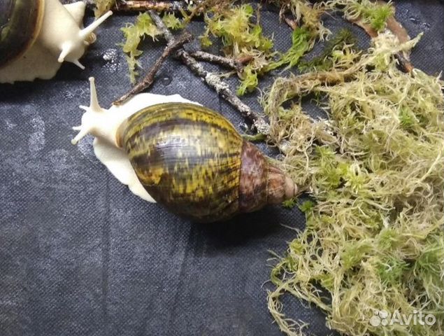 Улитки архахатины Сп. Бенин