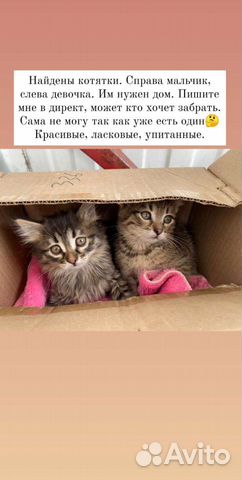 Кот. справа