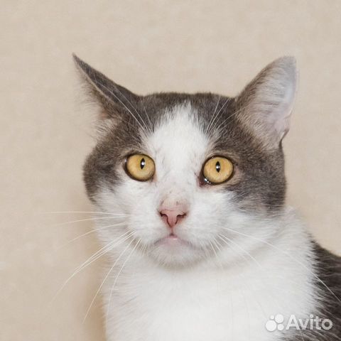 Сёмочка ищет самый лучший дом
