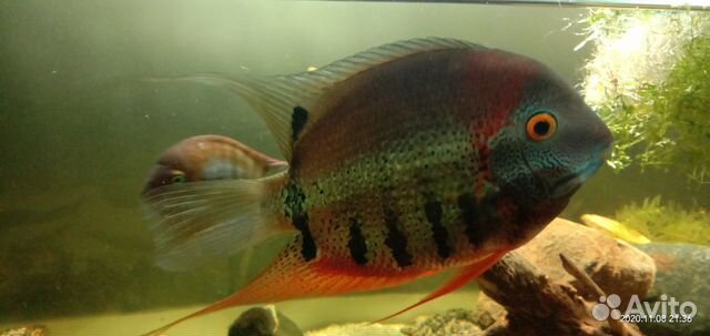 Северум Роктейл