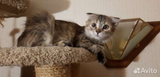 Котенок вислоушка шотладка девочка 4мес привита