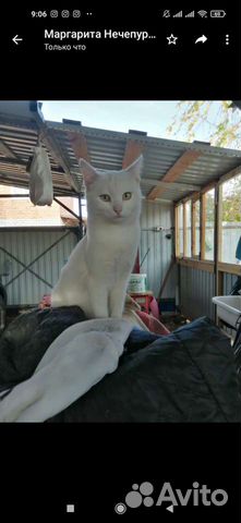 Ищем дом котейке