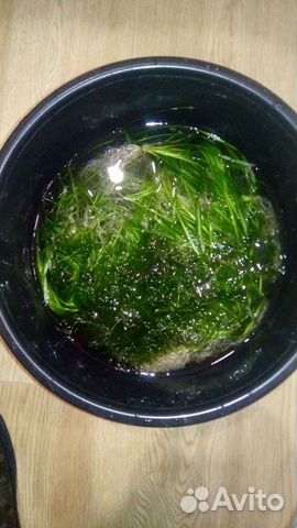 Прополка Валиснерия и Роголистник