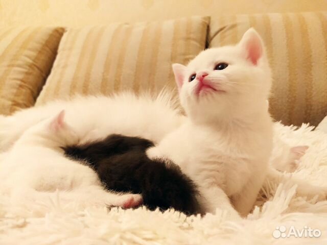 Белый котенок мальчик с пятнышком