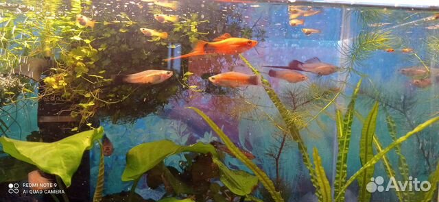 Продам молодых самцов меченосцев