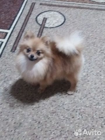 Шпиц девочка рыжая