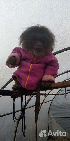 Продам обезьянку