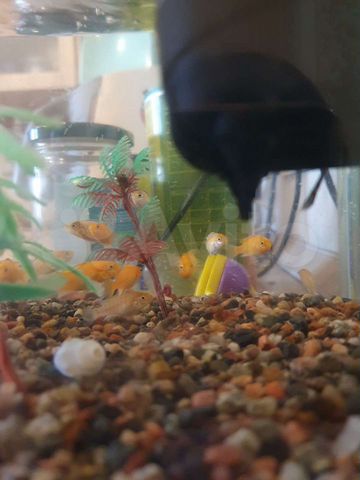 Рыба Цихлиды Елоу мальки