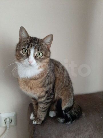 Милочка ищет дом