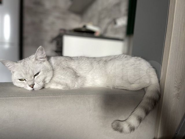 Кот на вязку